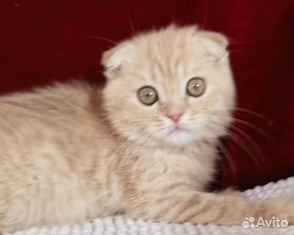 Шотландский кот, крем