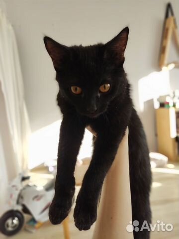 Черные котята бесплатно