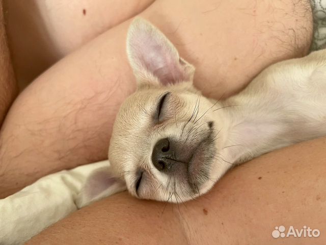 Маленькая девочка чишка