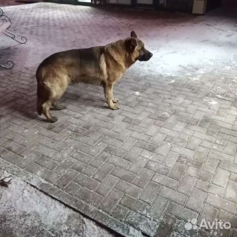 Потеряшка овчарка