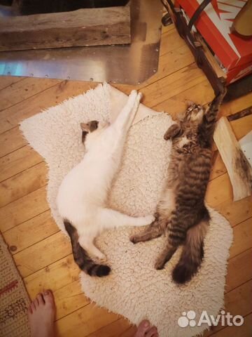 Кошки в добрые руки