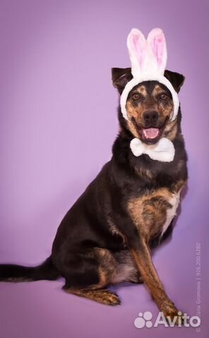 Пес Малыш в добрые руки