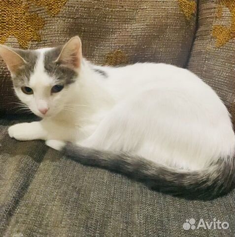 Очень ласковая кошечка, пол года