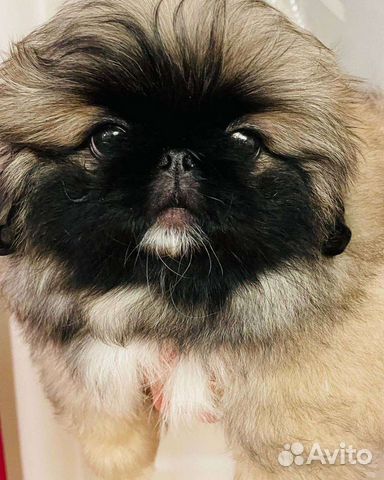 Щенок пекинеса Королева Мира