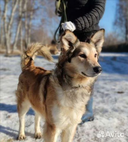 Ищем дом для прекрасного песика Эрика