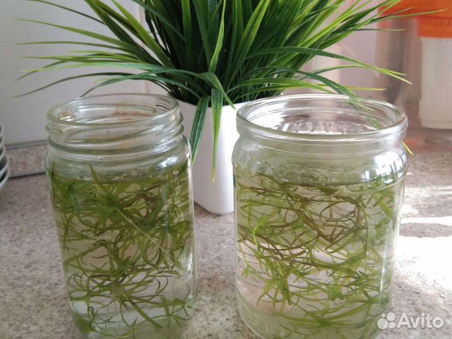 Живые водоросли для вашего аквариума