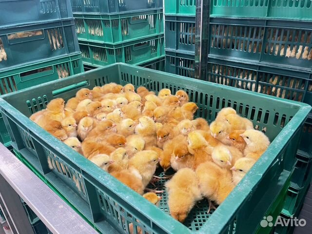 Цыплята Мастер грей и Редбро в Волгограде