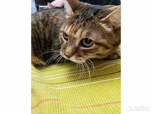 Кошка стерилизована 5 лет