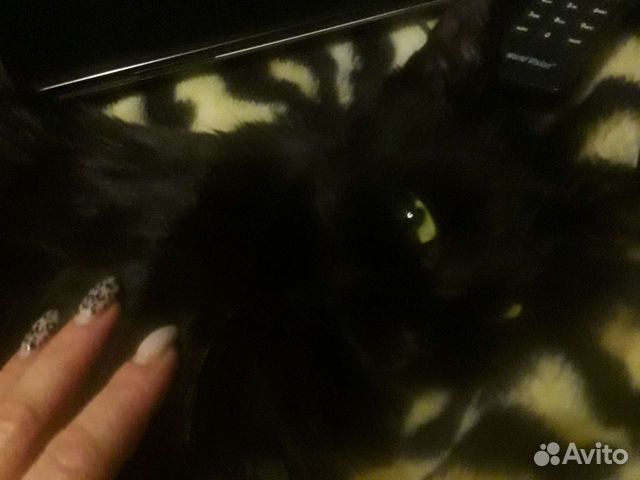 Кошка нежнятина