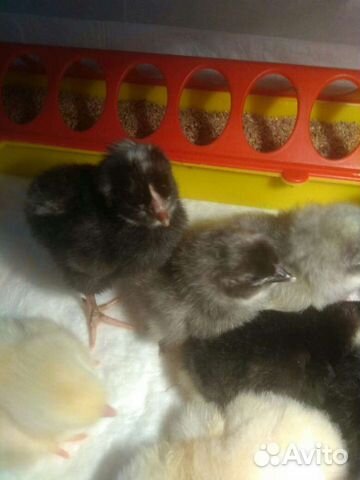 Их хотели, но передумали