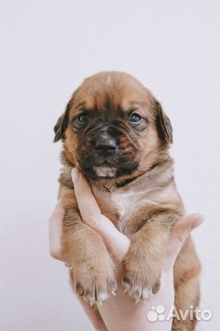 Щенки в добрые руки