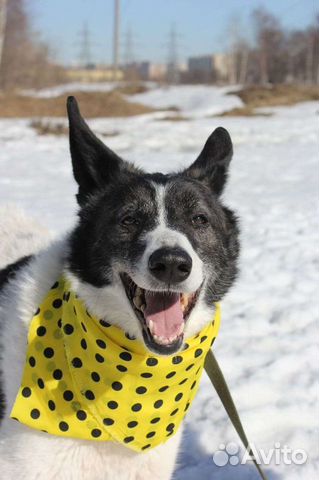 Тимон станет лучшим другом