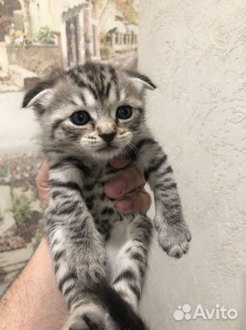 Шотландская вислоухая