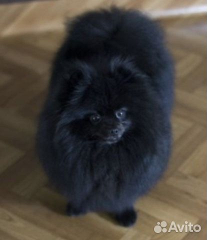 Померанский мальчик