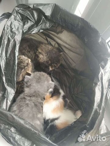 Котятки подброшенные. Пристрою до вечера
