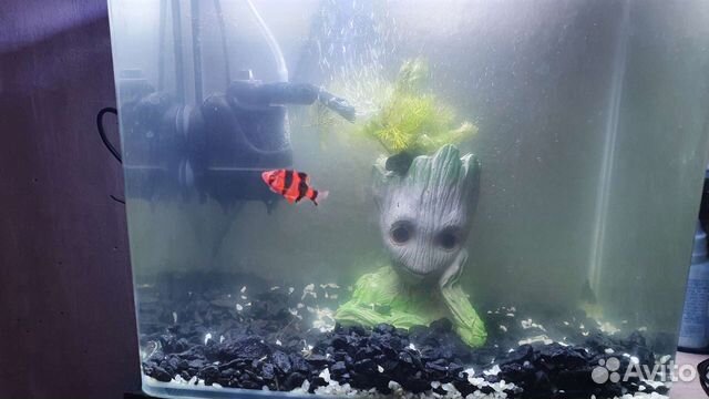 Рыбки барбусы