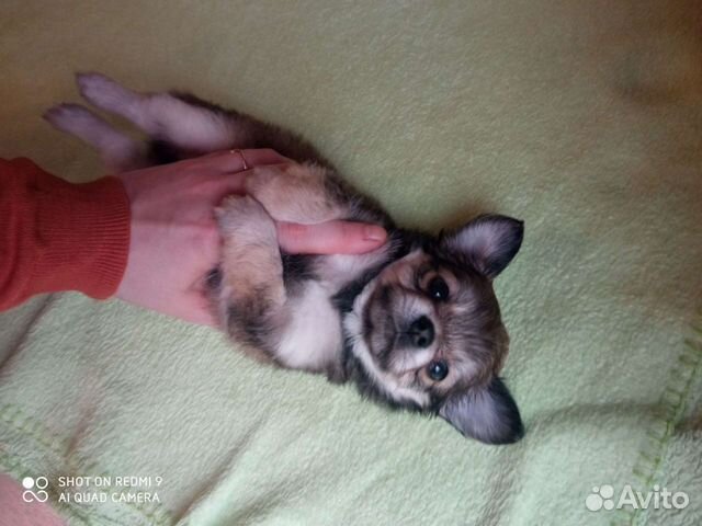 Девочка чихуахуа 1,5 мес