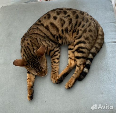 Бенгальская кошка