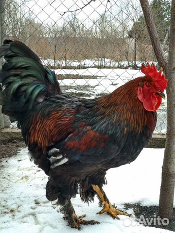 Куры петухи