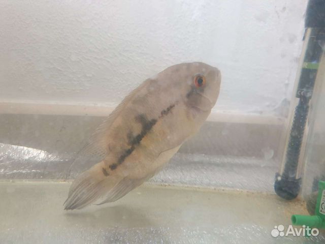 Винная цихлазома