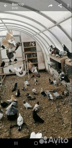 Таджикские голуби