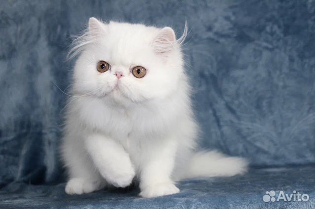 Продается персидский котик