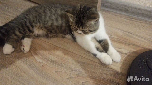 Продаю кошечку экзот по классическому типу.3.мес