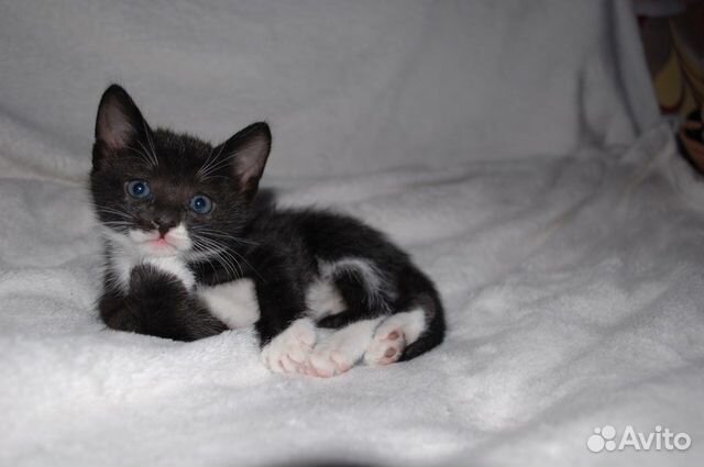 Котёнок. Кисуня