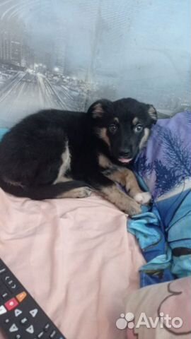 Щенок в добрые руки