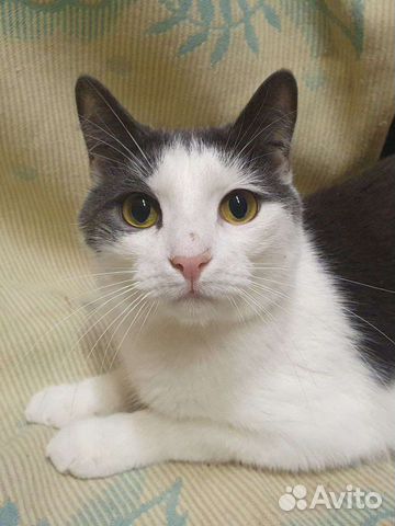 Молодой котик Грей