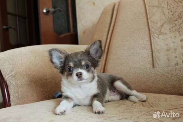 Щенки чихуахуа