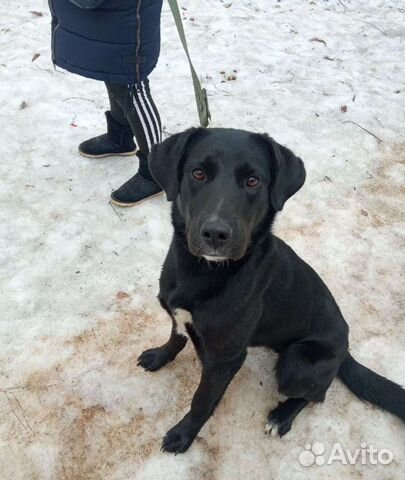 Прекрасная собака