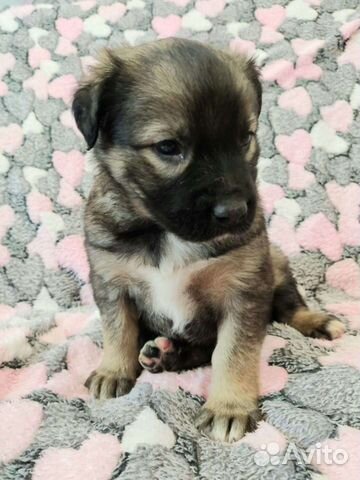 Маленькая куколка в дар, в добрые руки