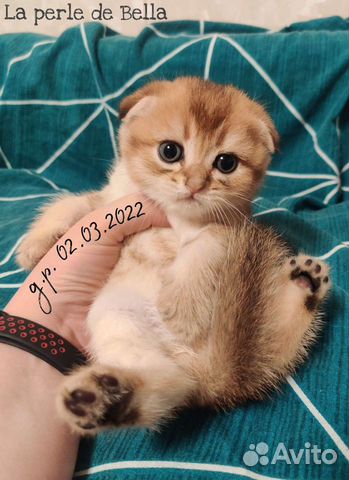 Шотландский котик фолд