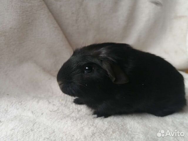 Морская свинка крестед