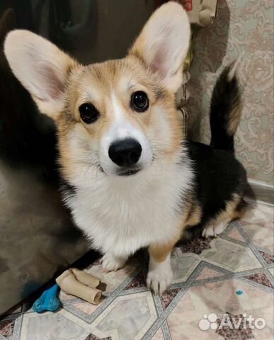 Продам замечательных щенят корги )