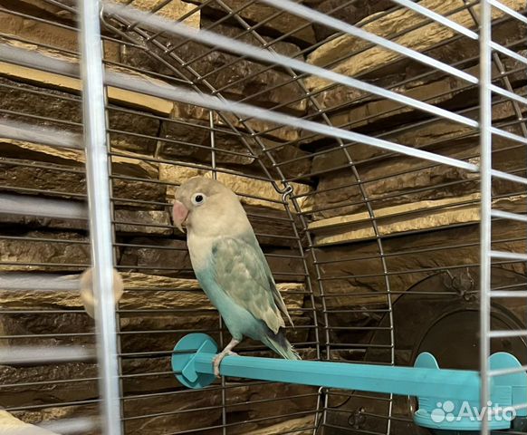 Попугай Фишера 5,5 месяца + клетка/корм