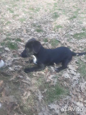 Собака в добрые руки щенок