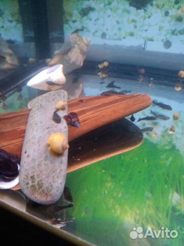 Аквариумные рыбки