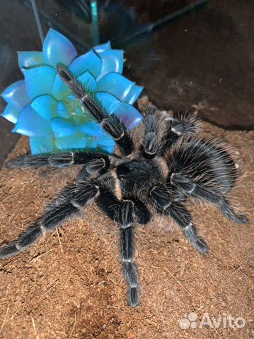 Паук lasiodora parahybana