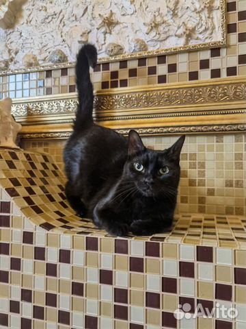 Идеальный котик ищет дом
