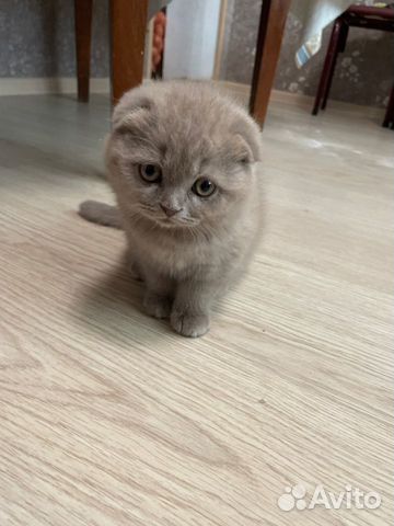 Шотландский вислоухий котенок