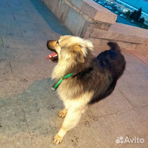 Найдена собака на Набережной г.Волгоград