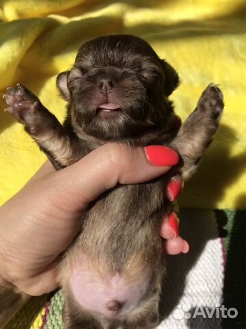 Самый сладкий шоко мальчик чихуашка