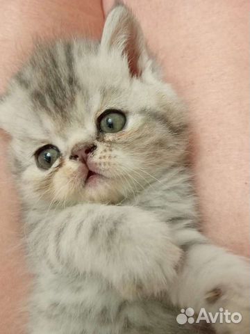 Котенок Экзот