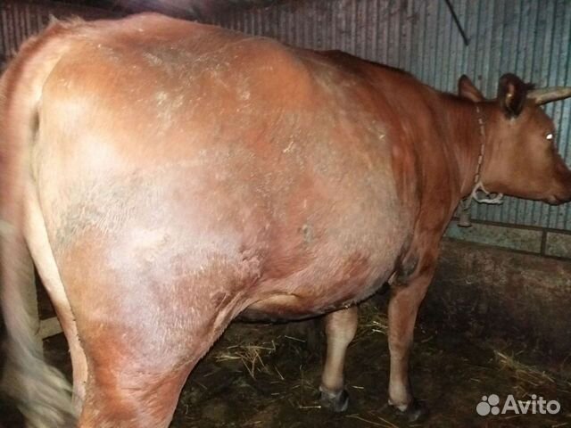 Говядина, тёлка