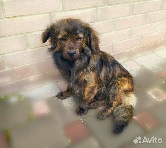 Маленькая собачка в добрые руки бесплатно