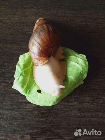 Улитка Ахатина возраст 1 год, 8 месяцев