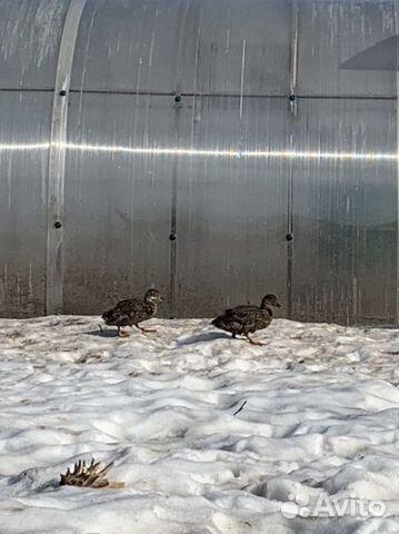 Подсадная утка кряква