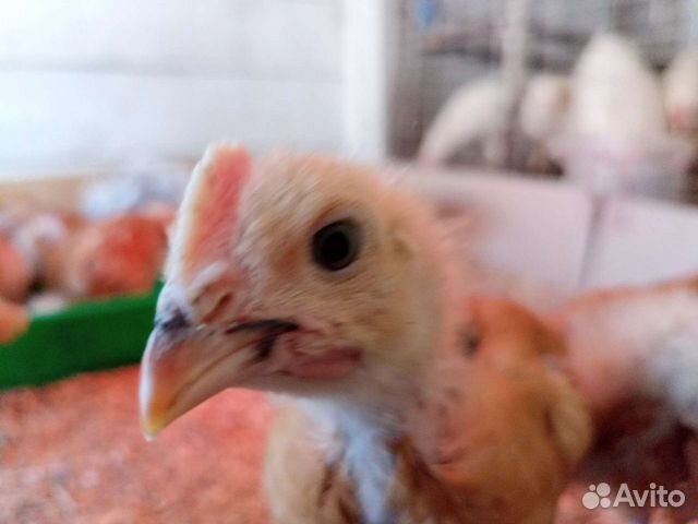 Цыплята подрощеные цветной бройлер ФоксиЧик